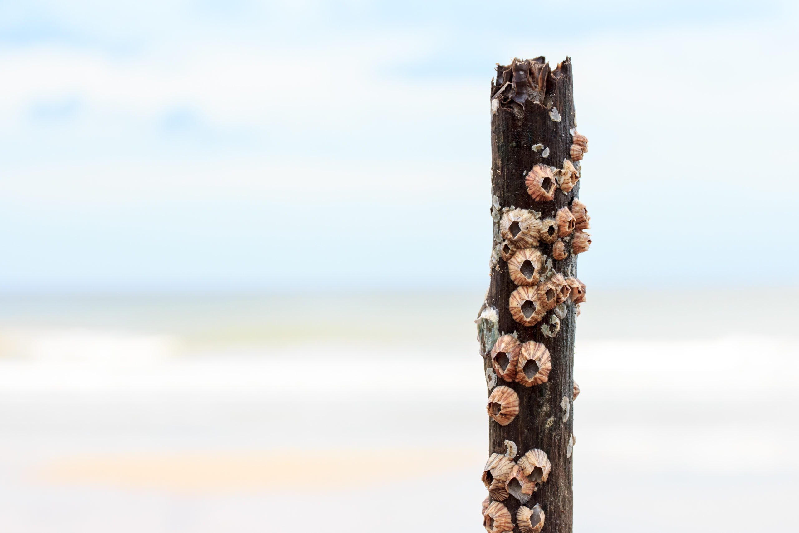 Microblog #106: This is a load of barnacles. - The FWD - HousingForward ...